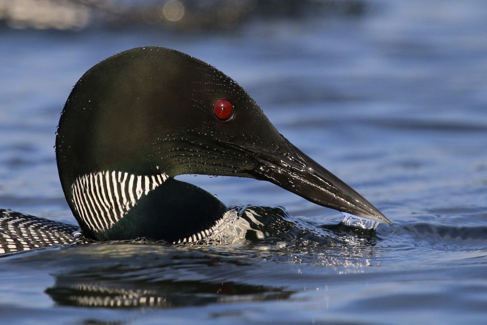 Photographing Common Loons in the Adirondacks – Orange Birding