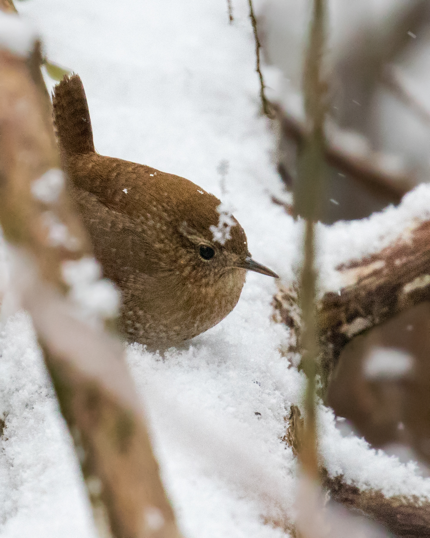 One Final Bird… Winter Wren! – Orange Birding
