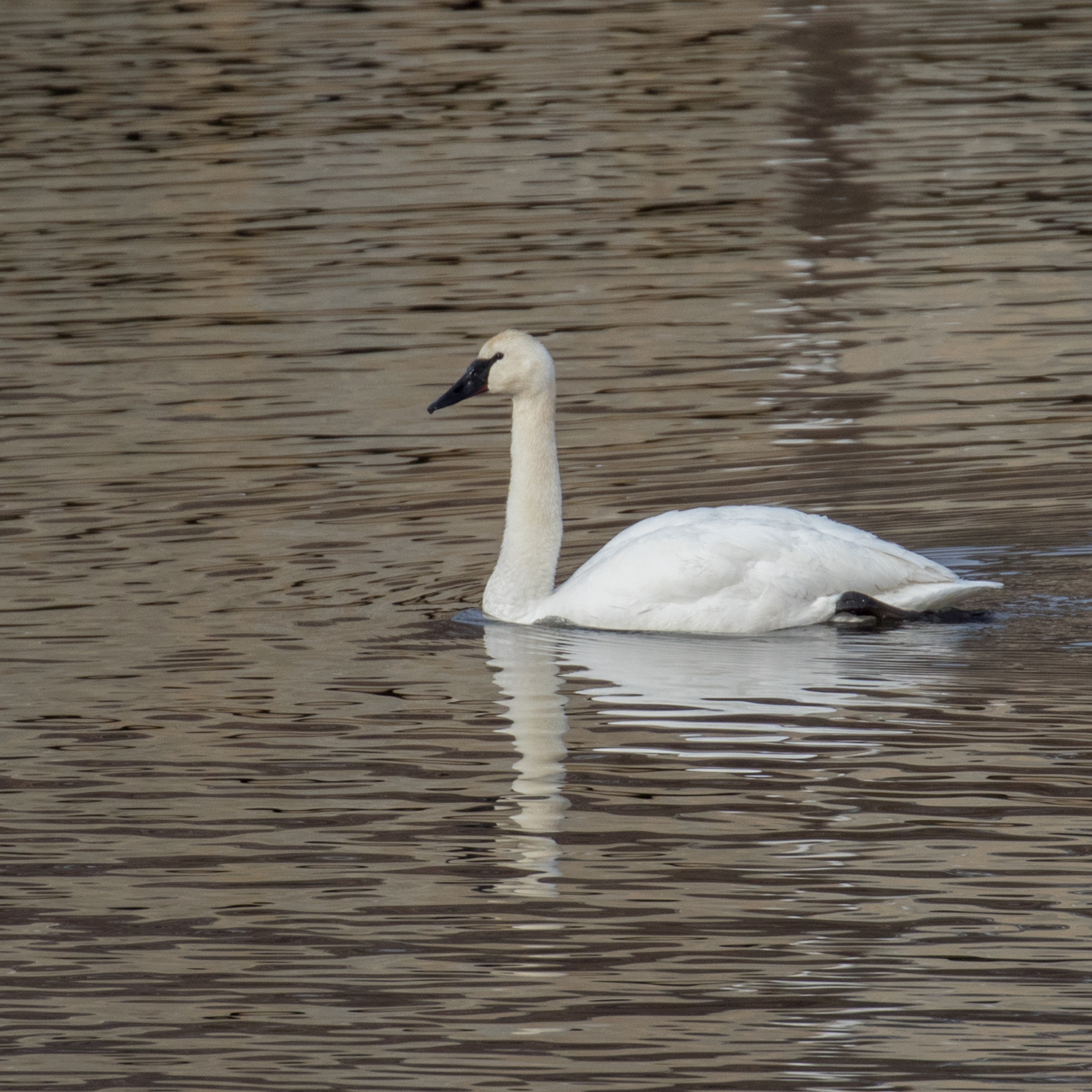 Sullivan County TRUMPETER SWAN, 02/23/19 – Orange Birding