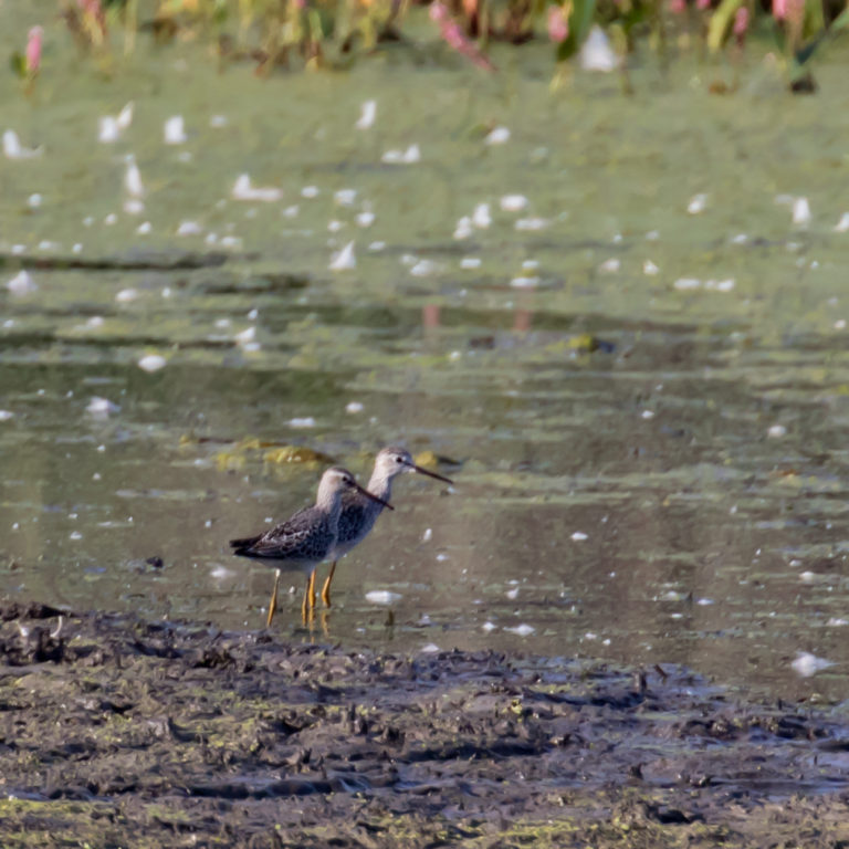 OC STILT SANDPIPER, 08/31/19 – Orange Birding