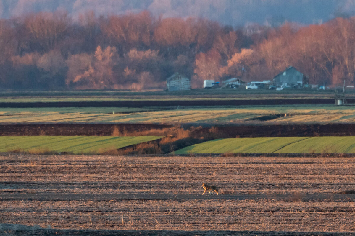A Couple Coyotes at Sunrise, 01/08/23 – Orange Birding