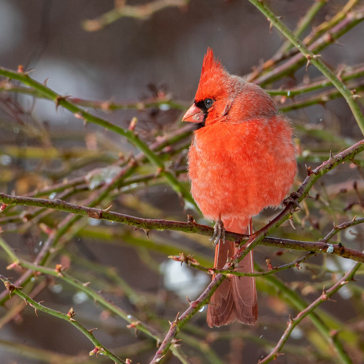 Songbirds – Orange Birding