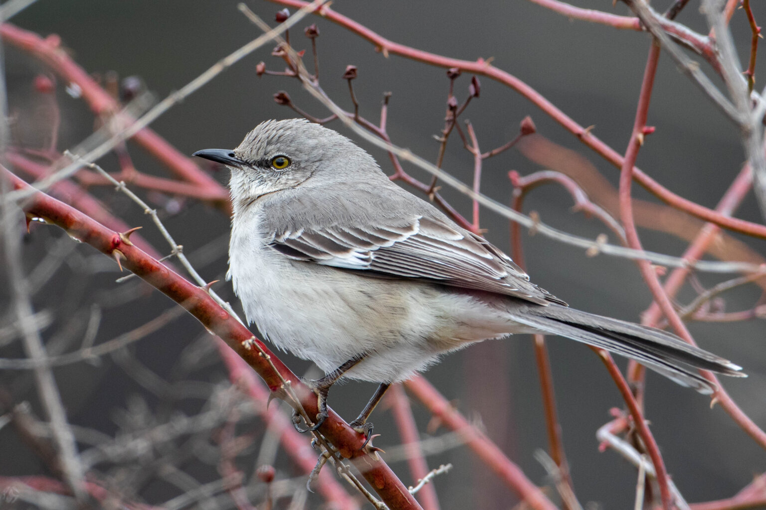 Songbirds – Orange Birding