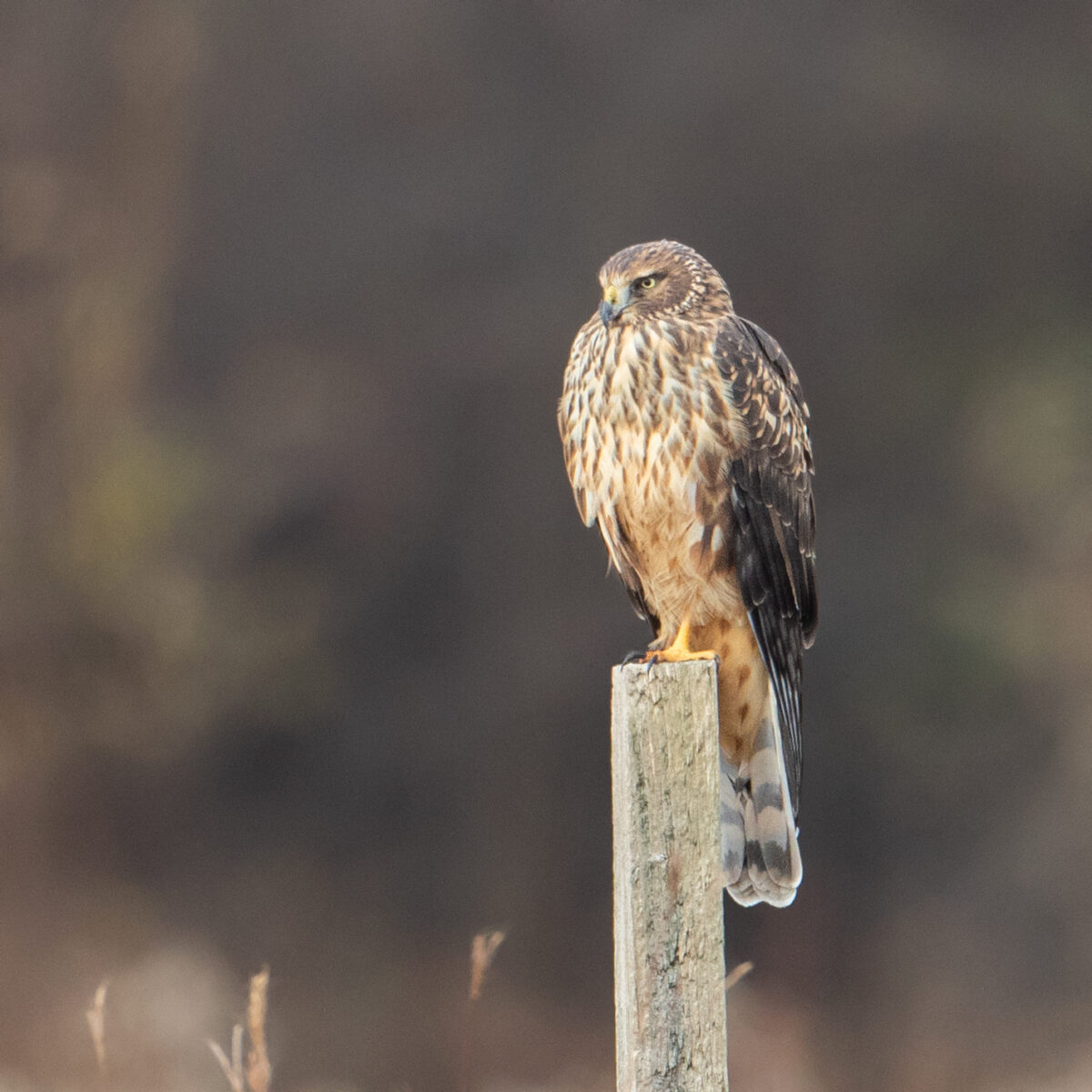Raptors – Orange Birding