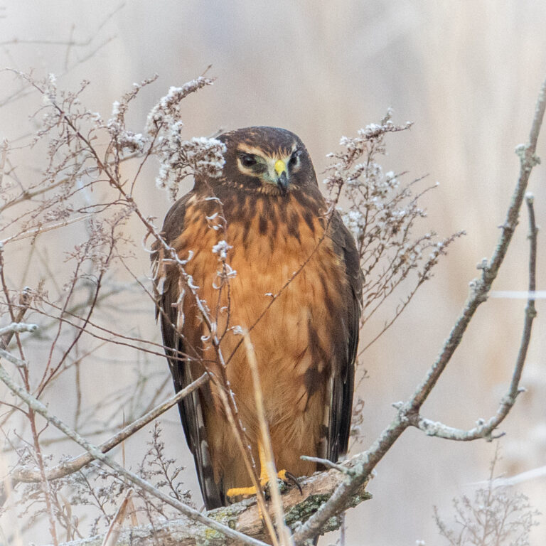 Shawangunk Grasslands NWR – Orange Birding