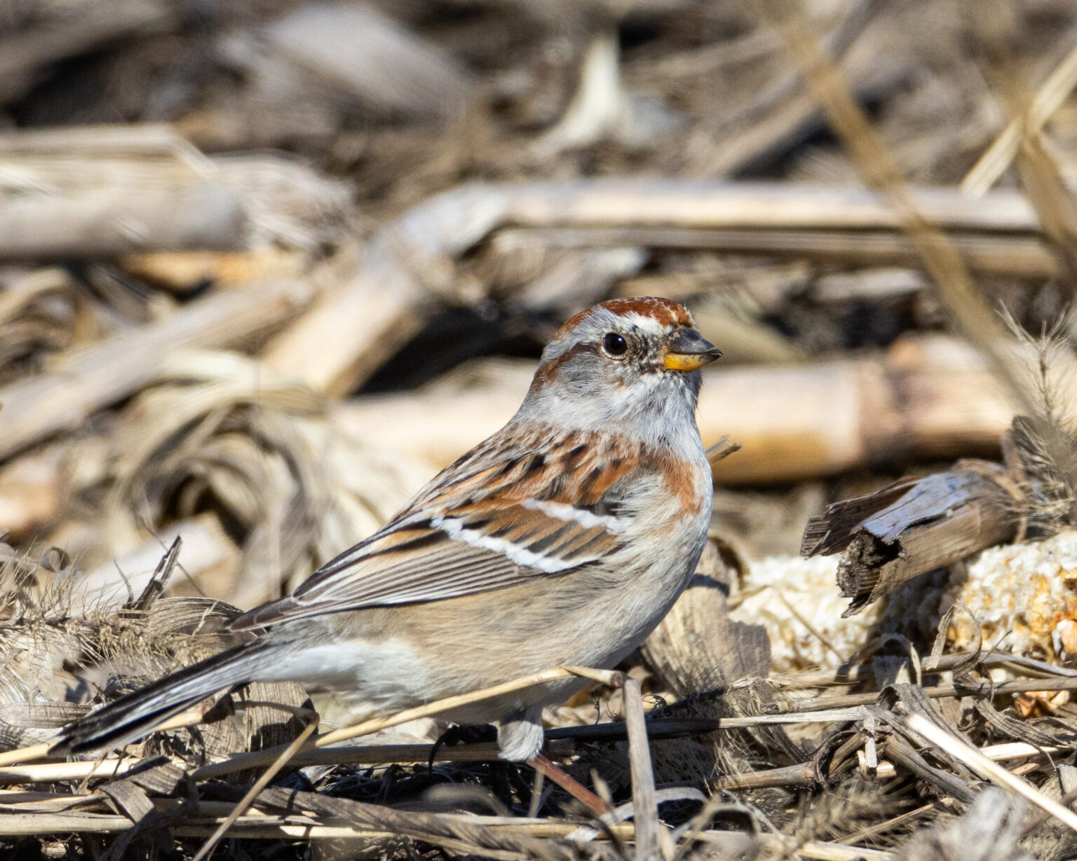 Songbirds – Orange Birding