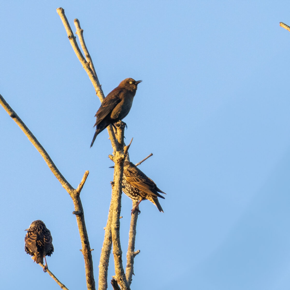 Songbirds – Orange Birding
